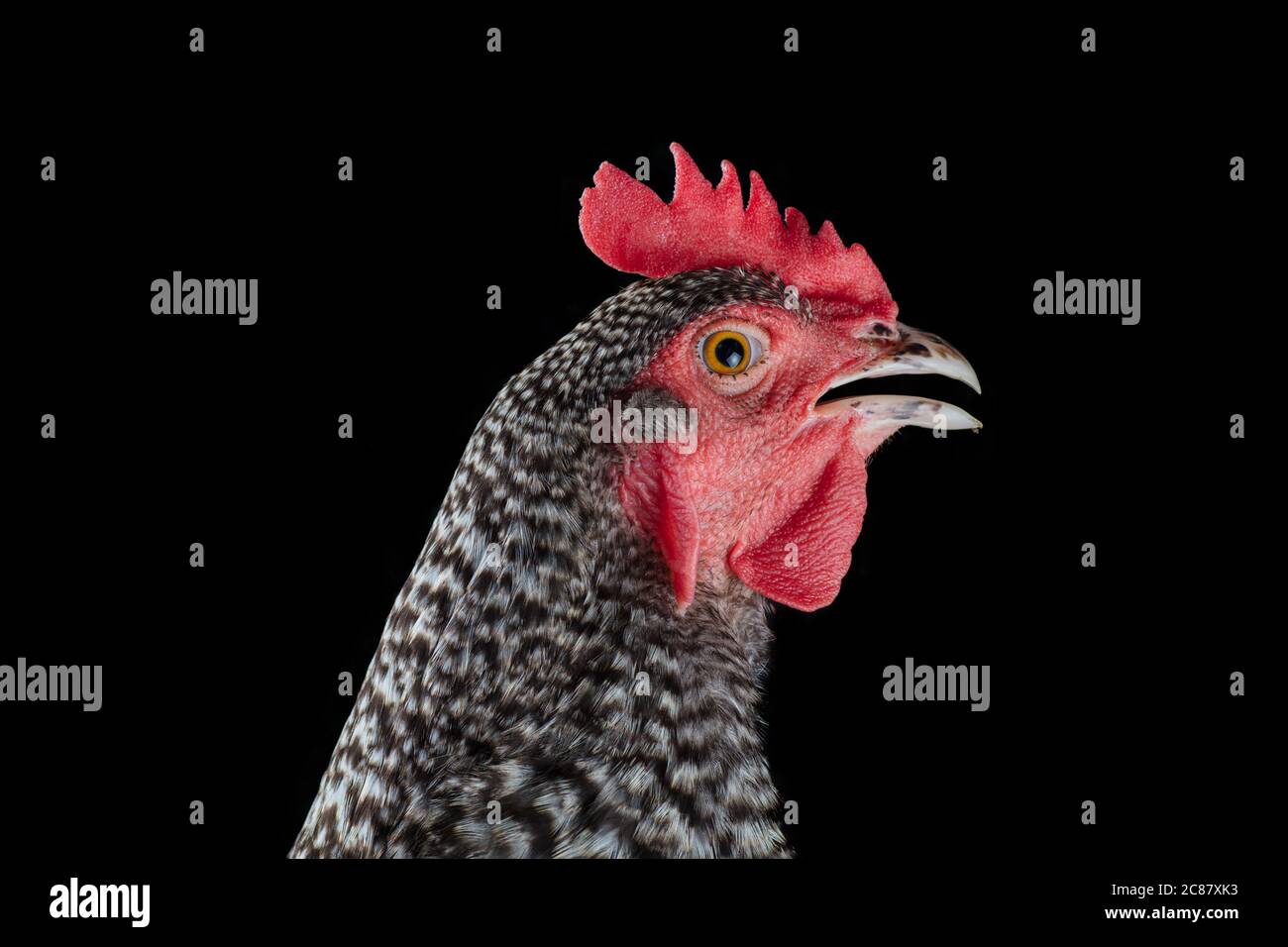 Barred rock chicken in black background Stock Photo - Alamy