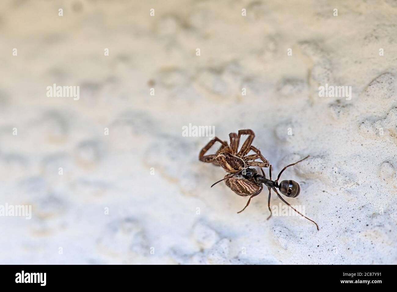 small ant carries a spider, the spider is bigger than the ant Stock ...