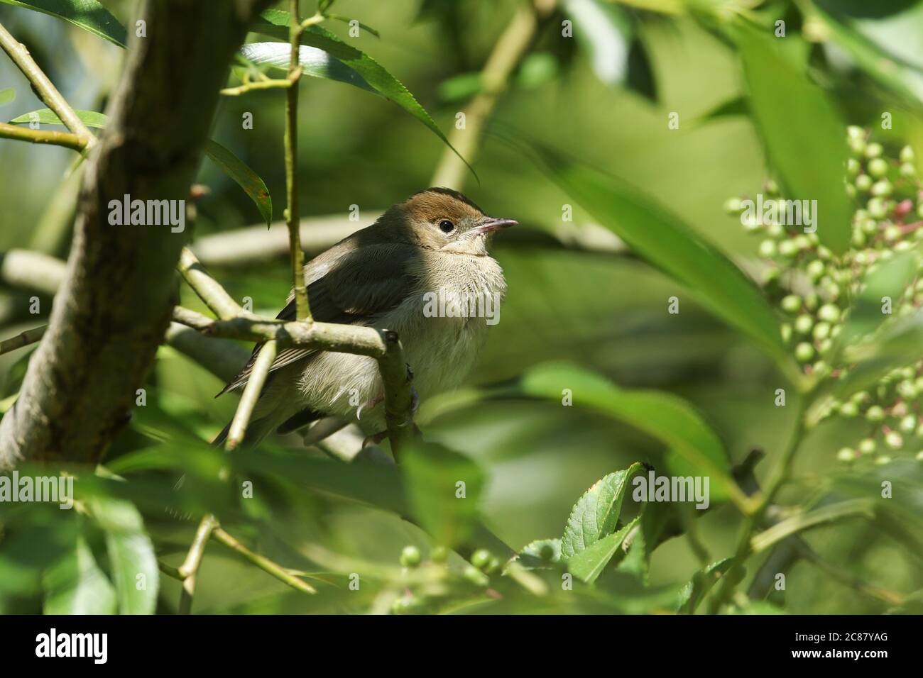 A cute fledgling Blackcap, Sylvia atricapilla, perching in a tree Stock ...