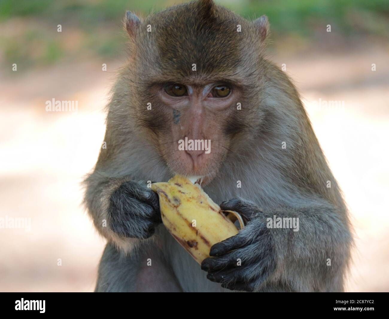 Monkey is eating banana at the zoo Stock Photo - Alamy