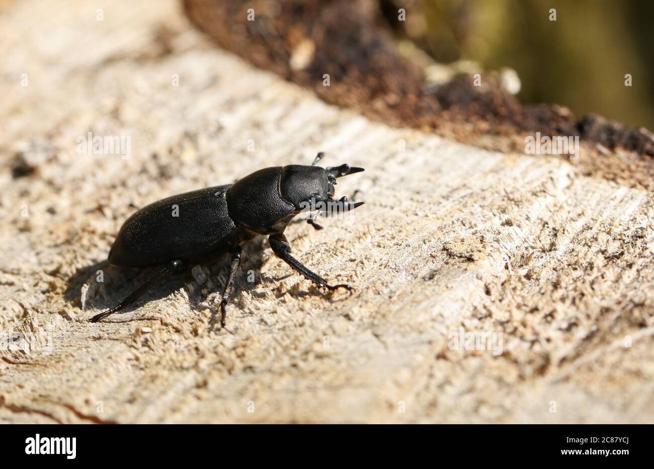 A Lesser Stag Beetle, Dorcus parallelipipedus, walking across a rotting ...