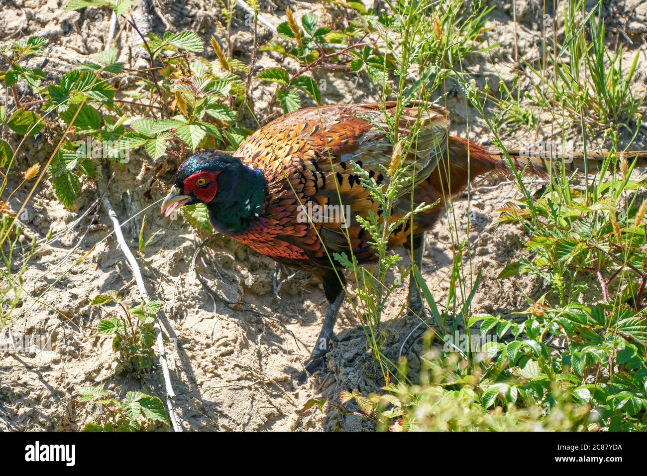 A pheasant bird stands on a meadow in the middle of field flowers and ...