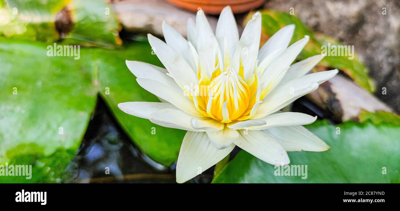 a lotus flower with beautiful shape of blossom Stock Photo - Alamy