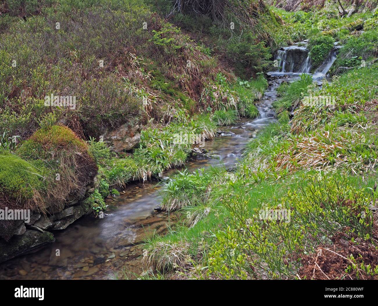 forest water stream cascade in the geen grass Stock Photo - Alamy