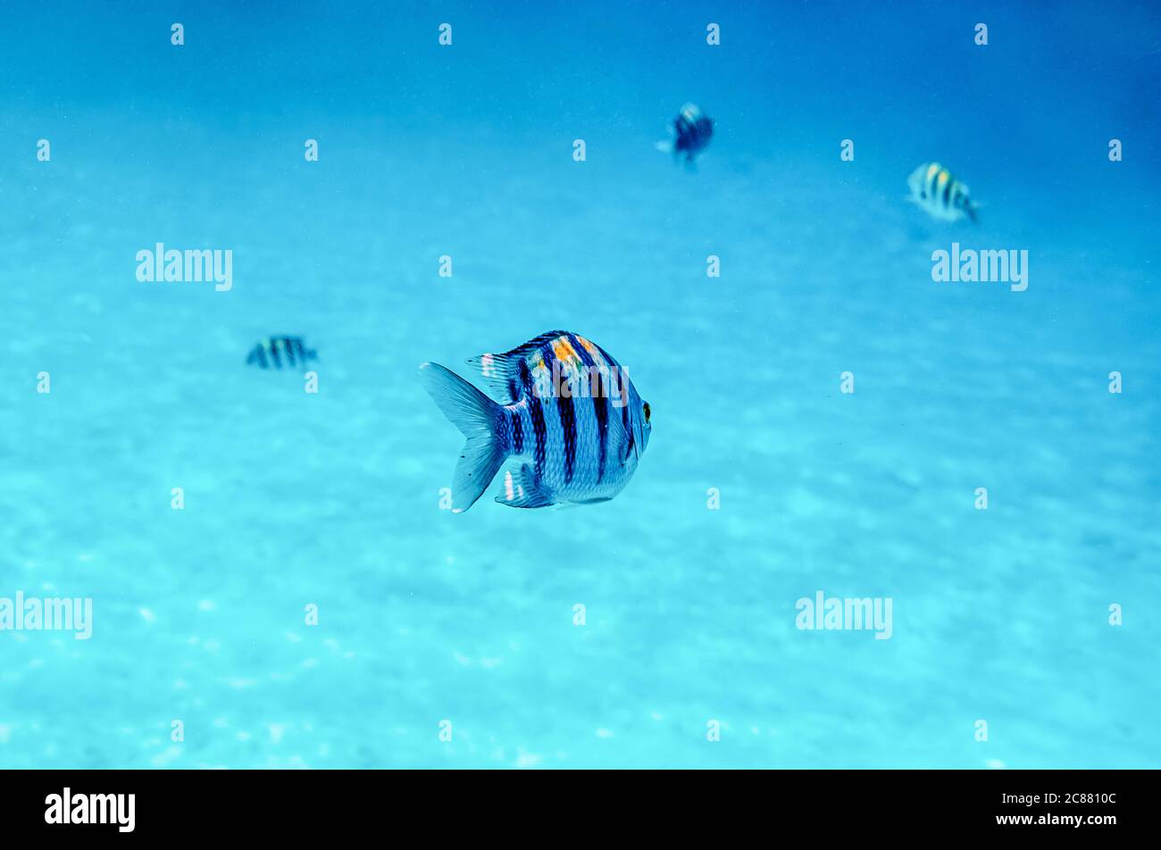 Tropical fish in warm water of red sea Stock Photo - Alamy