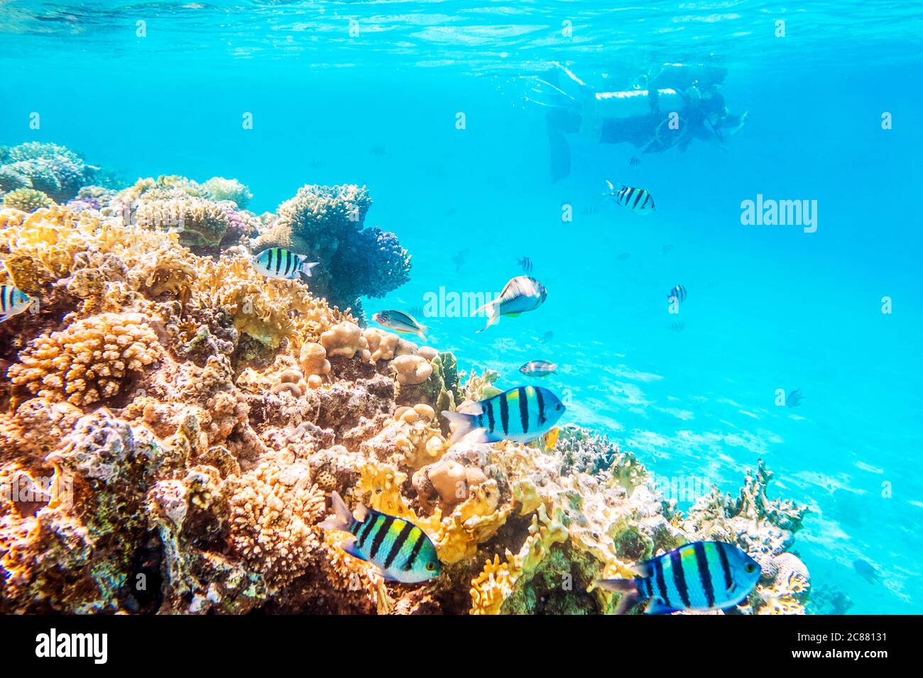 Coral reefs and fish, underwater world Stock Photo - Alamy