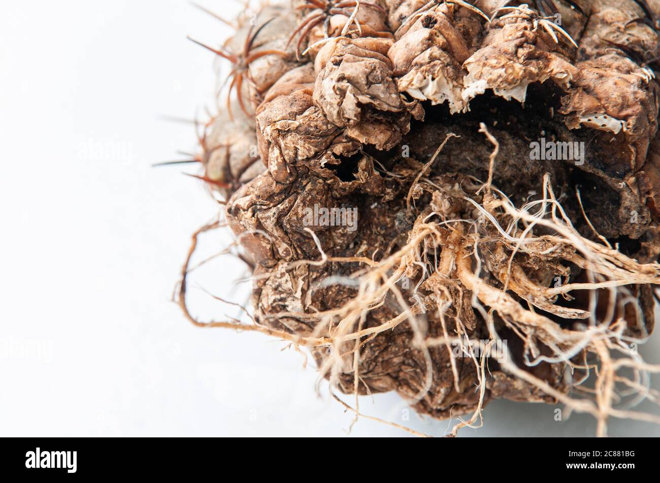 Cactus disease dry root rot caused by fungi, severe damage fungi ...
