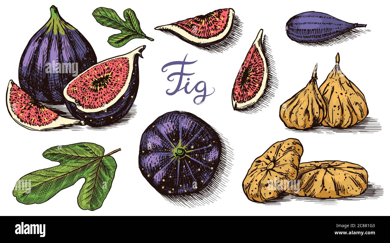 Fresh figs set. Detox spice. Dried fruit, cut pieces. Foliage, plant ...