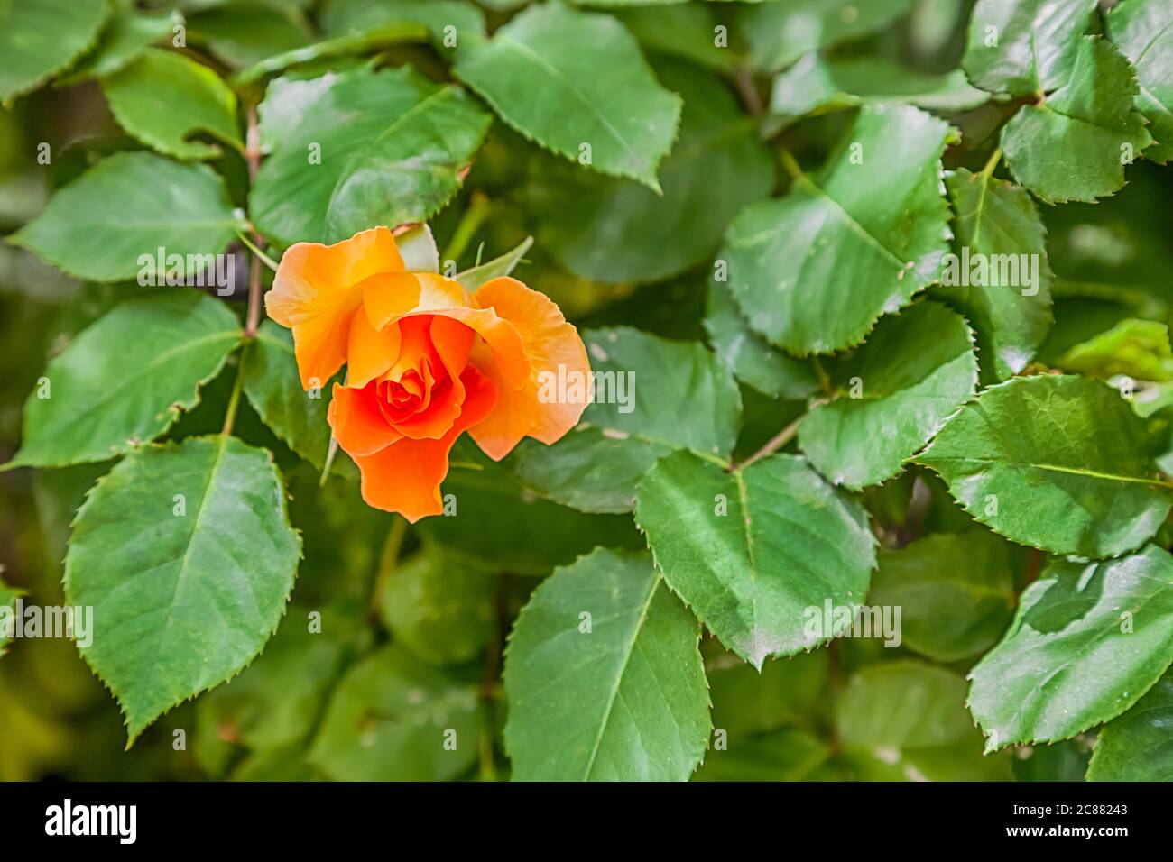 Beautiful orange roses in a garden Stock Photo - Alamy