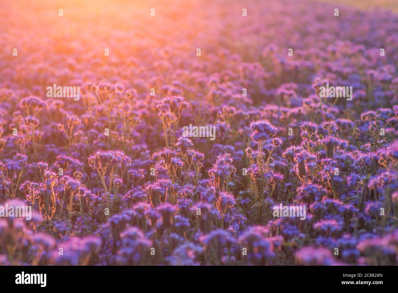 Montana sunset hi-res stock photography and images - Alamy