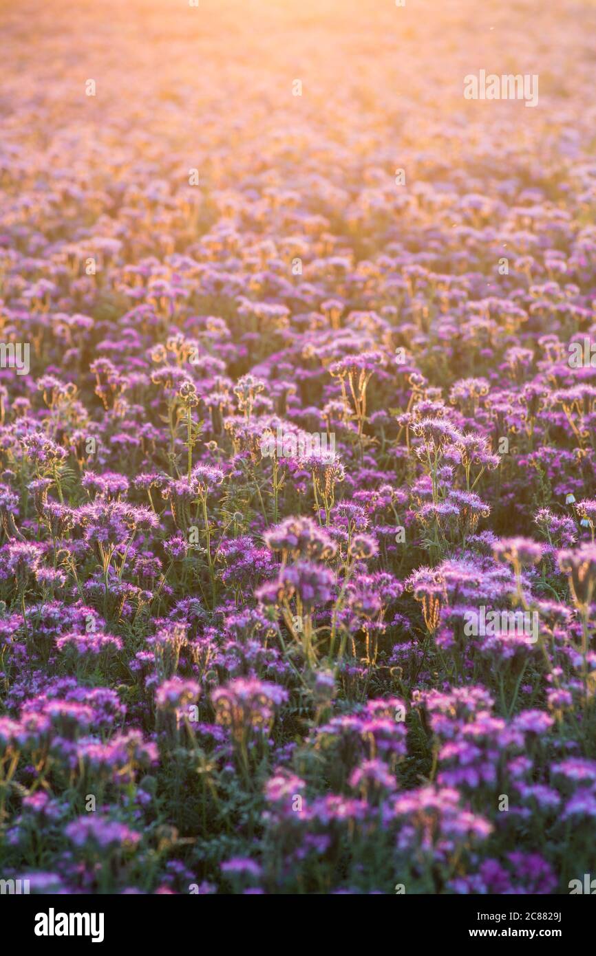 Montana color hi-res stock photography and images - Alamy