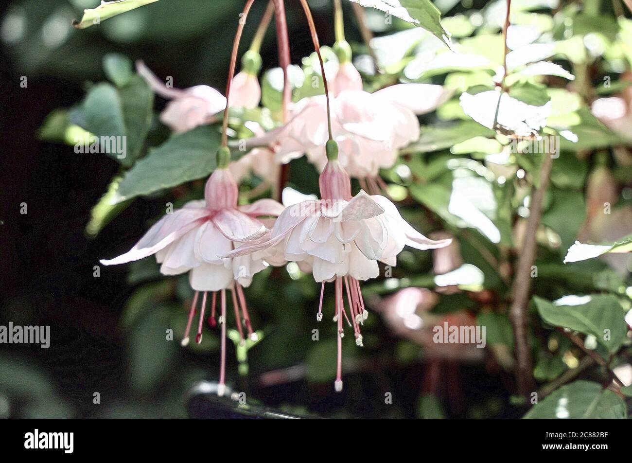 Photo illustration Fuchsia garden flower, close up of big white blloms ...