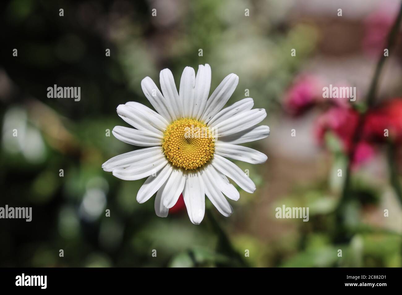 Fibonacci daisy hi-res stock photography and images - Alamy