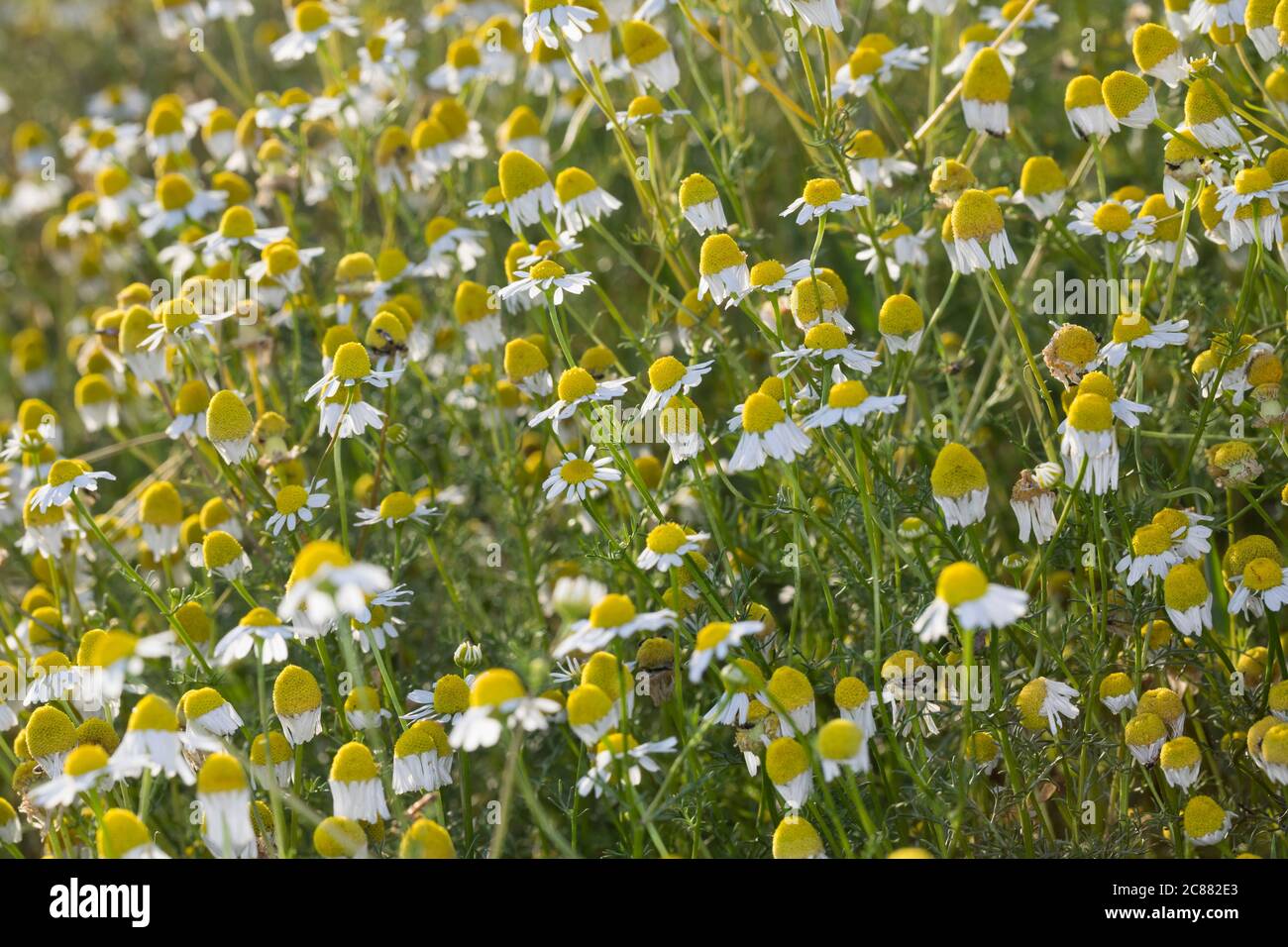 Echte Kamille, Kamille, Matricaria recutita, Chamomilla recutita ...