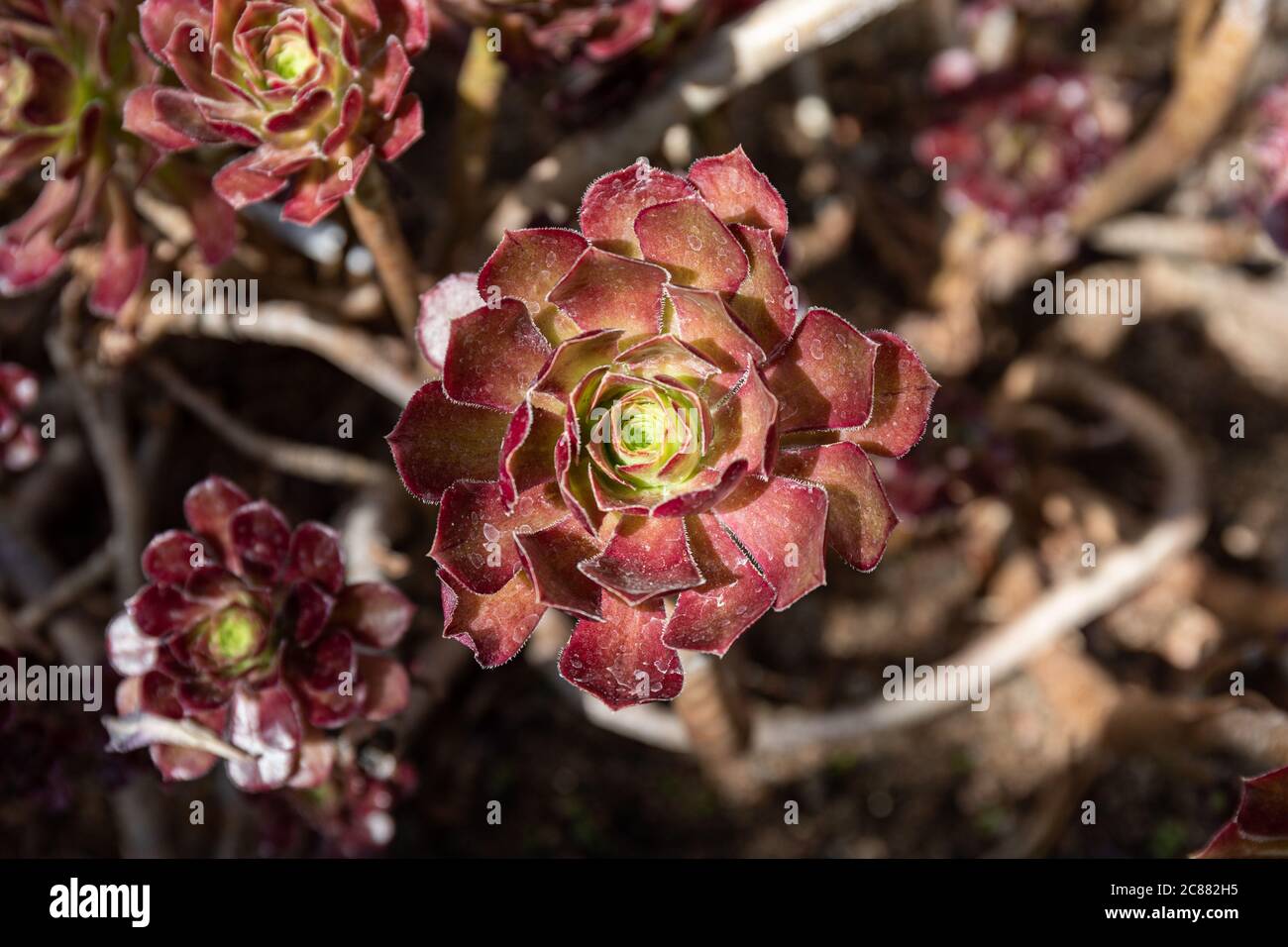 Tree aeonium aeonium arboreum hi-res stock photography and images - Alamy