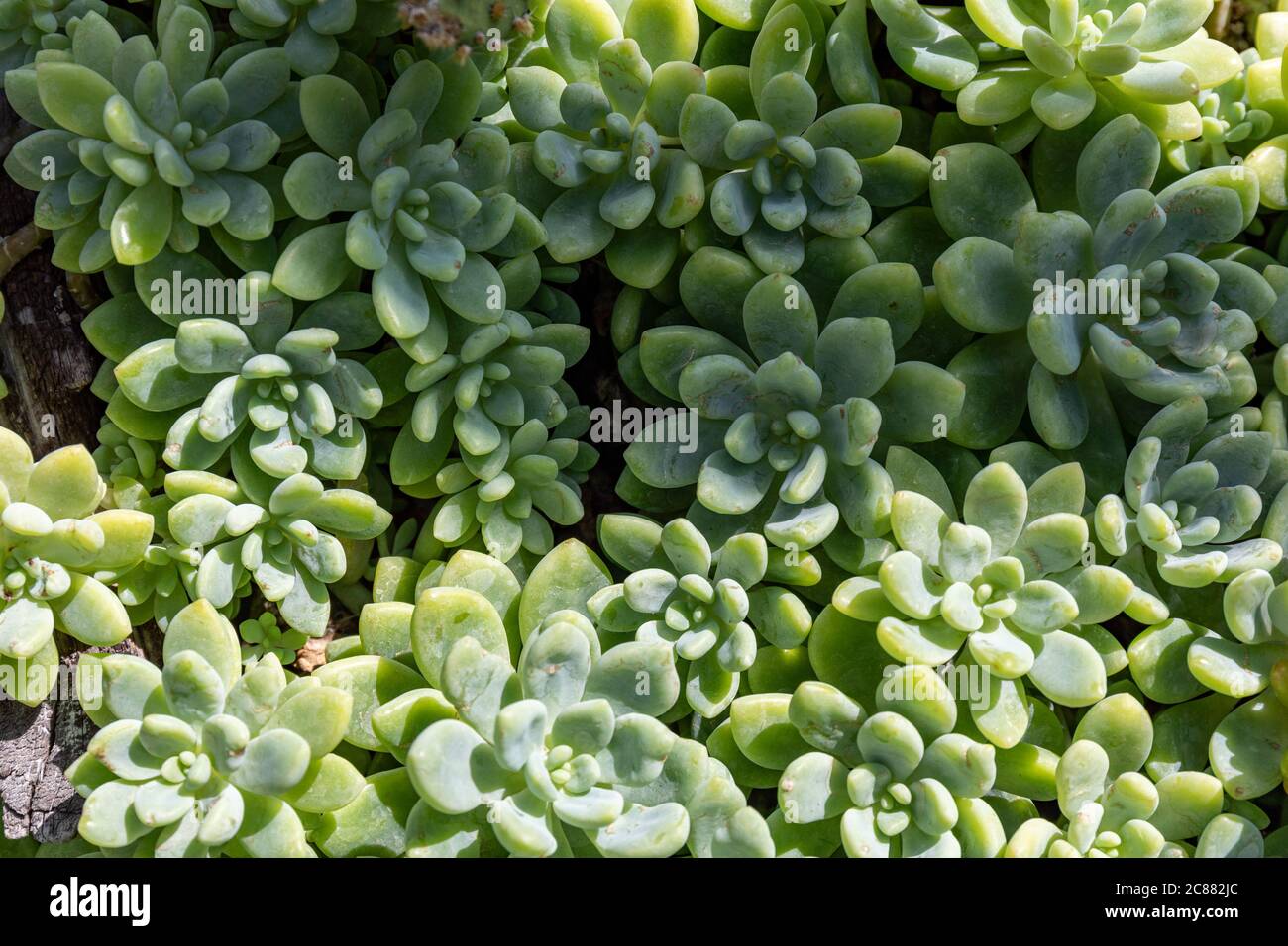 Sedum clavatum, a succulent plant that grows in compact rosettes Stock ...
