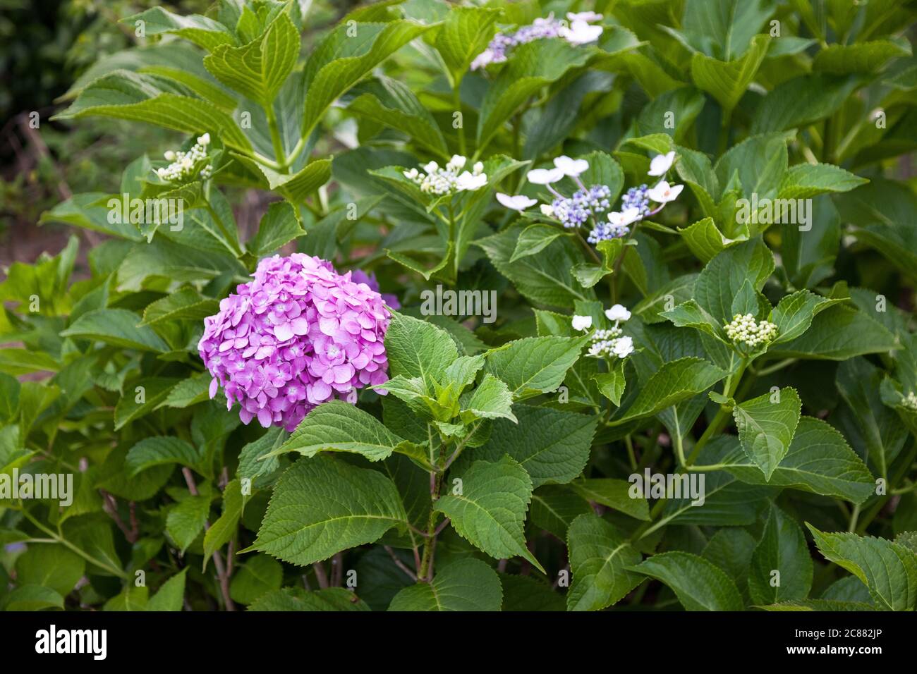 Hydrangea flower full bloom in garden Stock Photo - Alamy