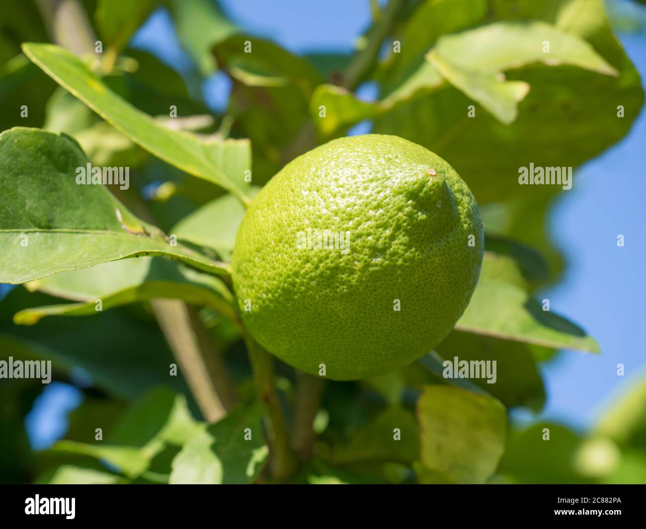 Close up lime or lemon tree, Citrus aurantifolia on the tree branche ...