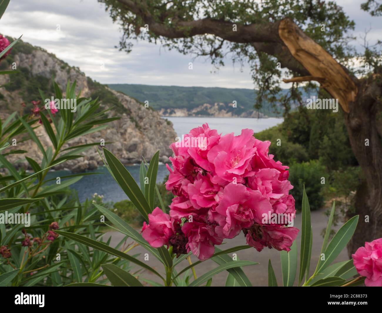 Oleander nerium oleander greece europe hi-res stock photography and ...