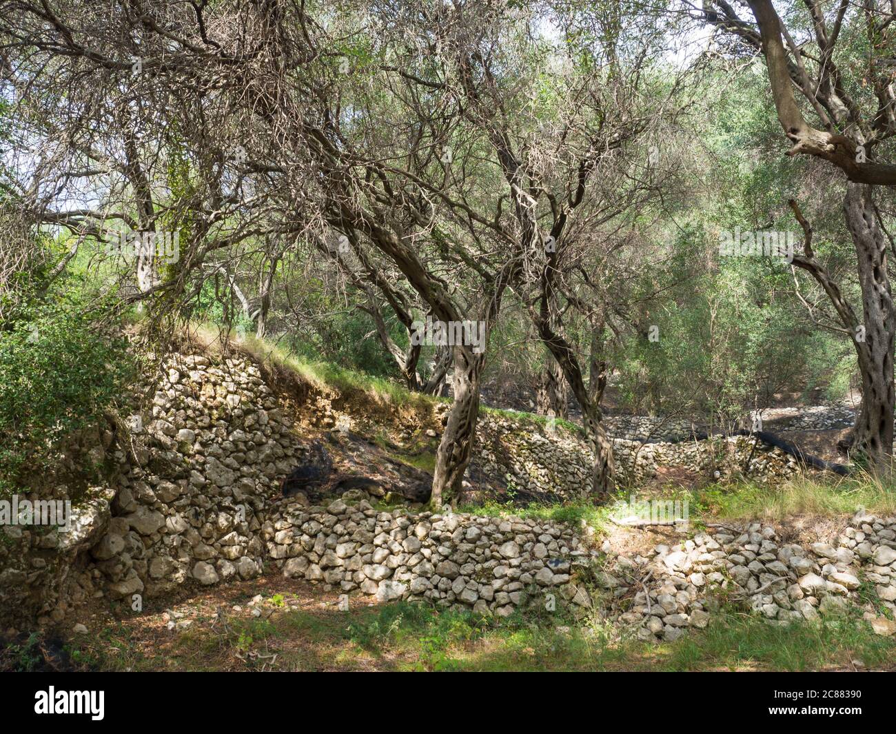 Mediterranean olive plantation with an old olive trees and stone wall ...