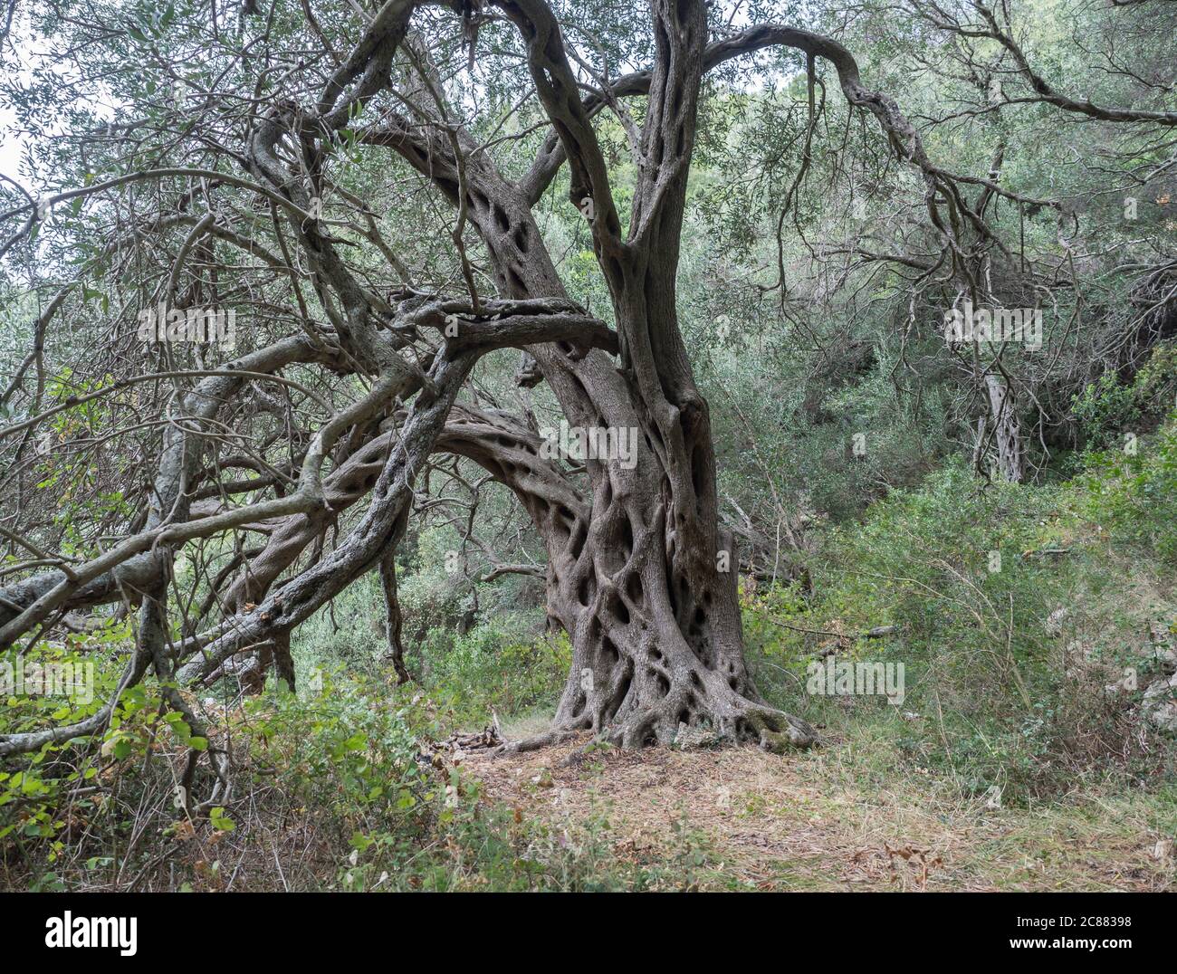Mediterranean olive plantation with an old olive trees and stone wall ...