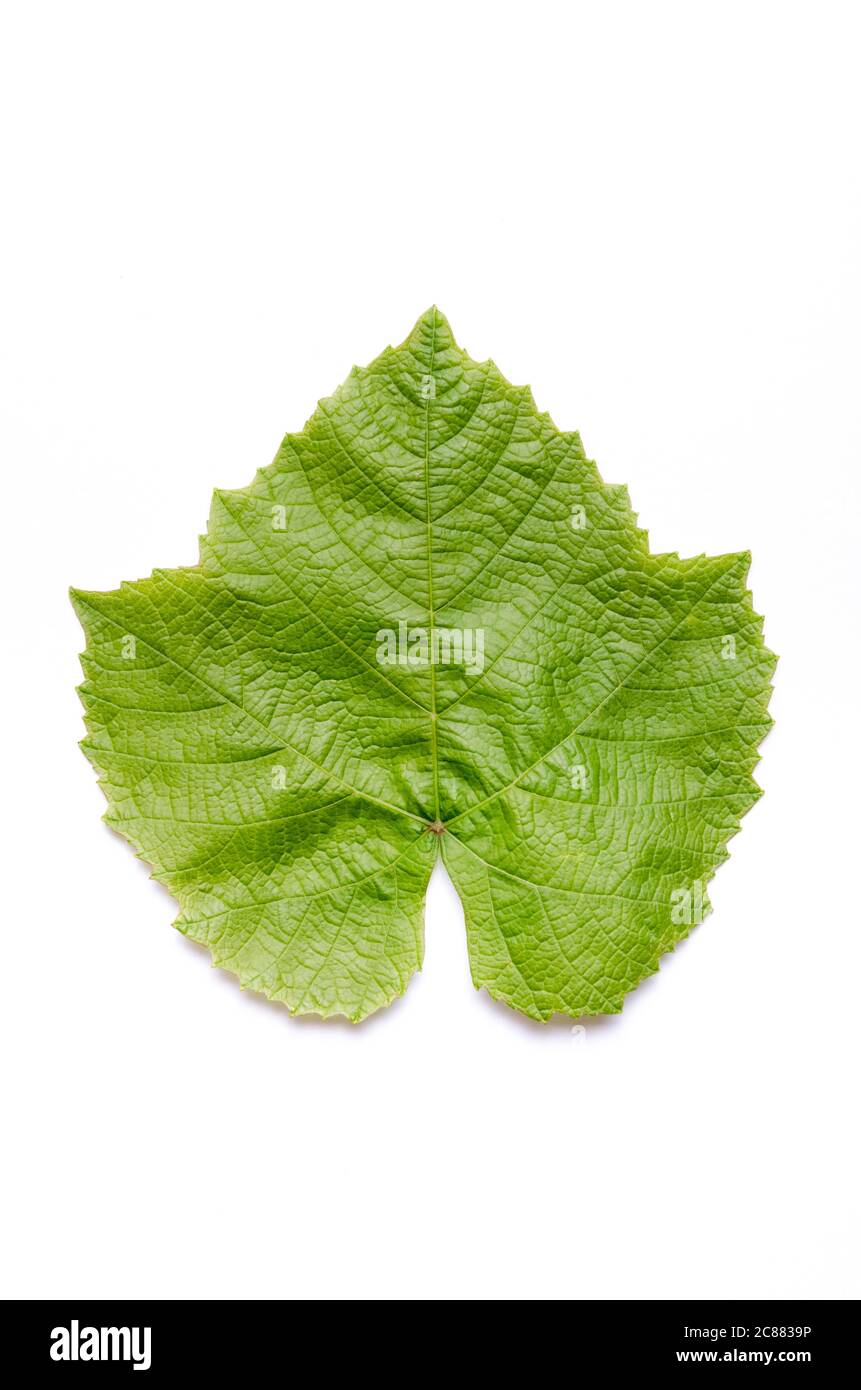 Vitis vinifera, green grape vine leaf with fine details, close-up, flat ...