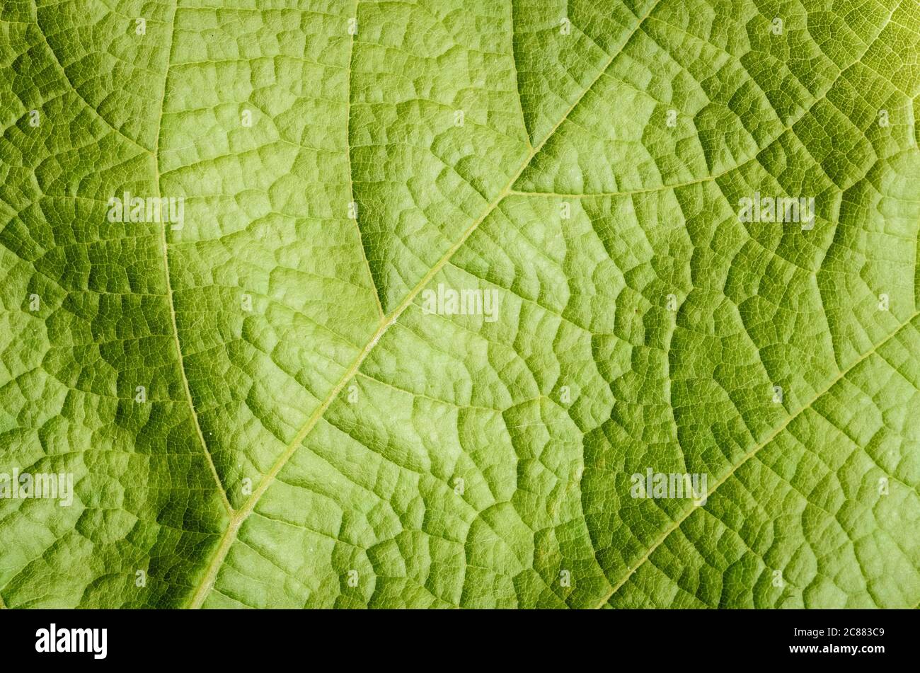 Vine leaf shape hi-res stock photography and images - Alamy