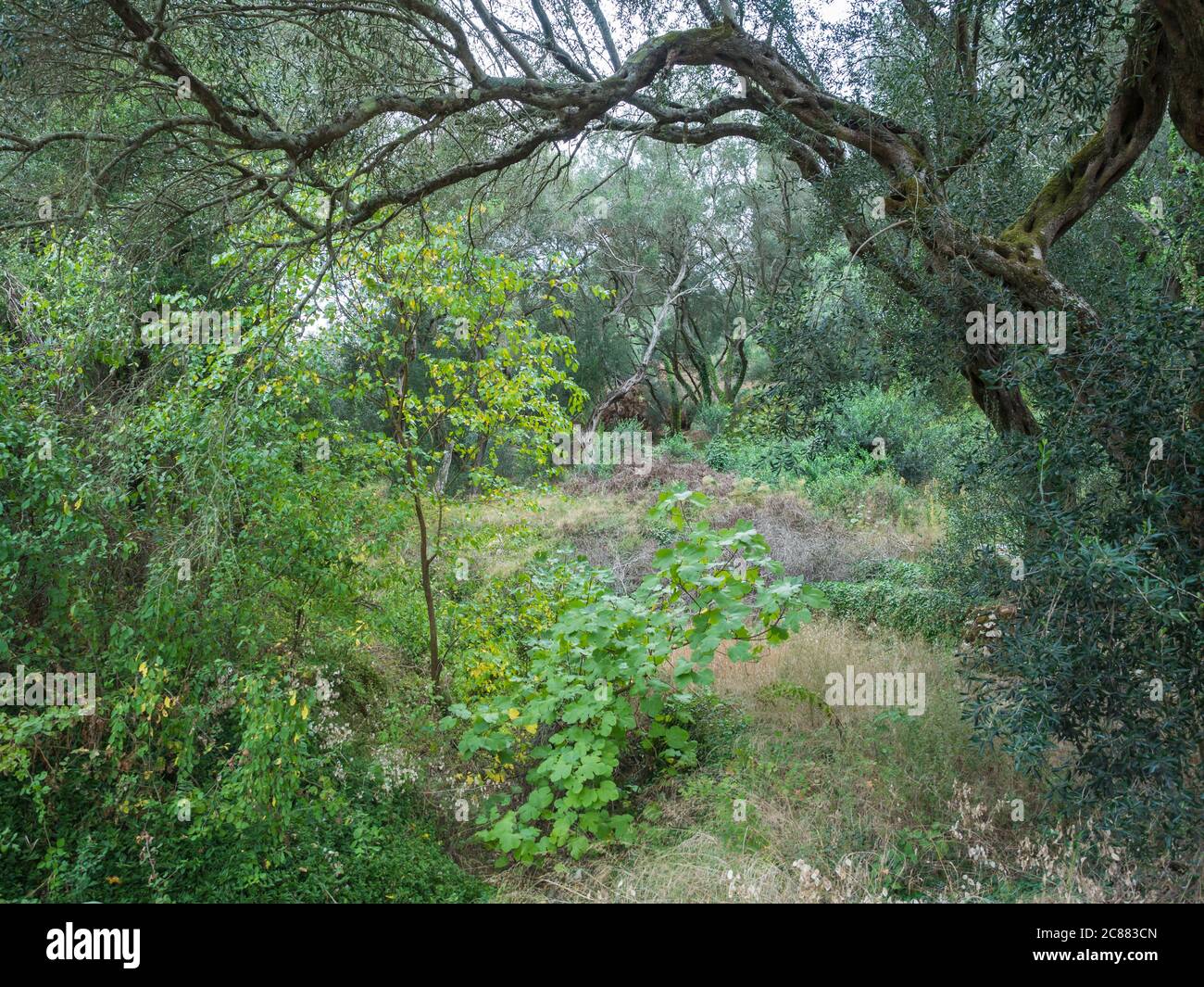 Mediterranean lush forest with old olive trees and climbing ivy plants ...