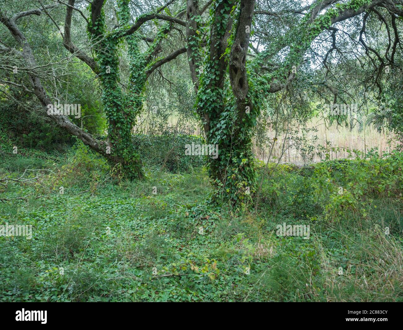 Mediterranean lush forest with old olive trees and climbing ivy plants ...