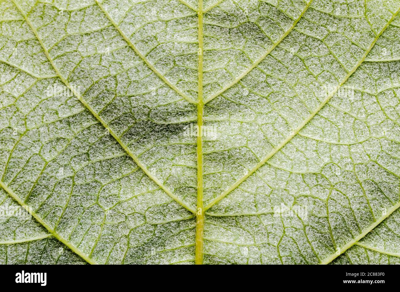 Vitis vinifera, green grape vine leaf with fine details, close-up, flat ...
