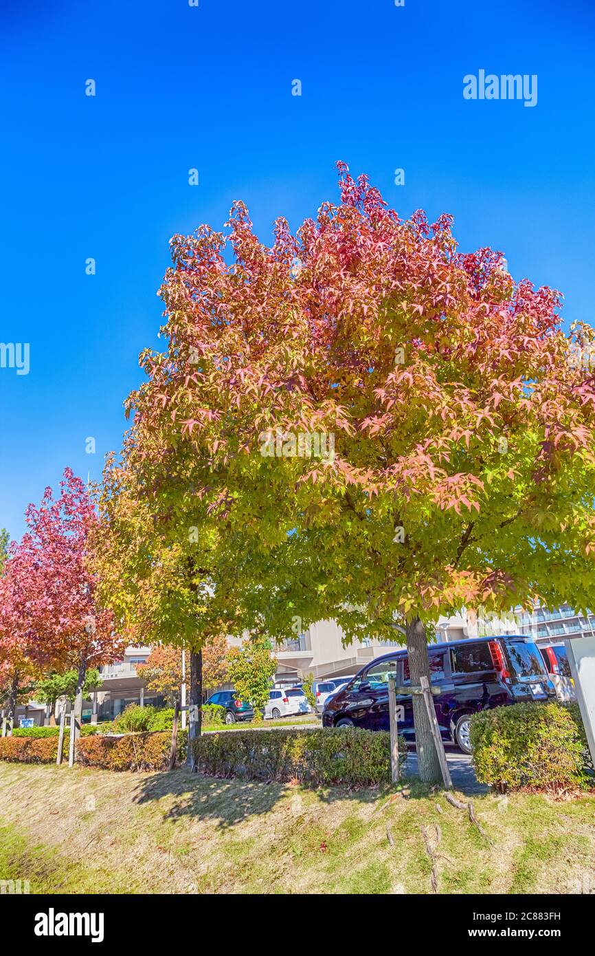 color in fall, maple leaf with clear blue sky Stock Photo - Alamy