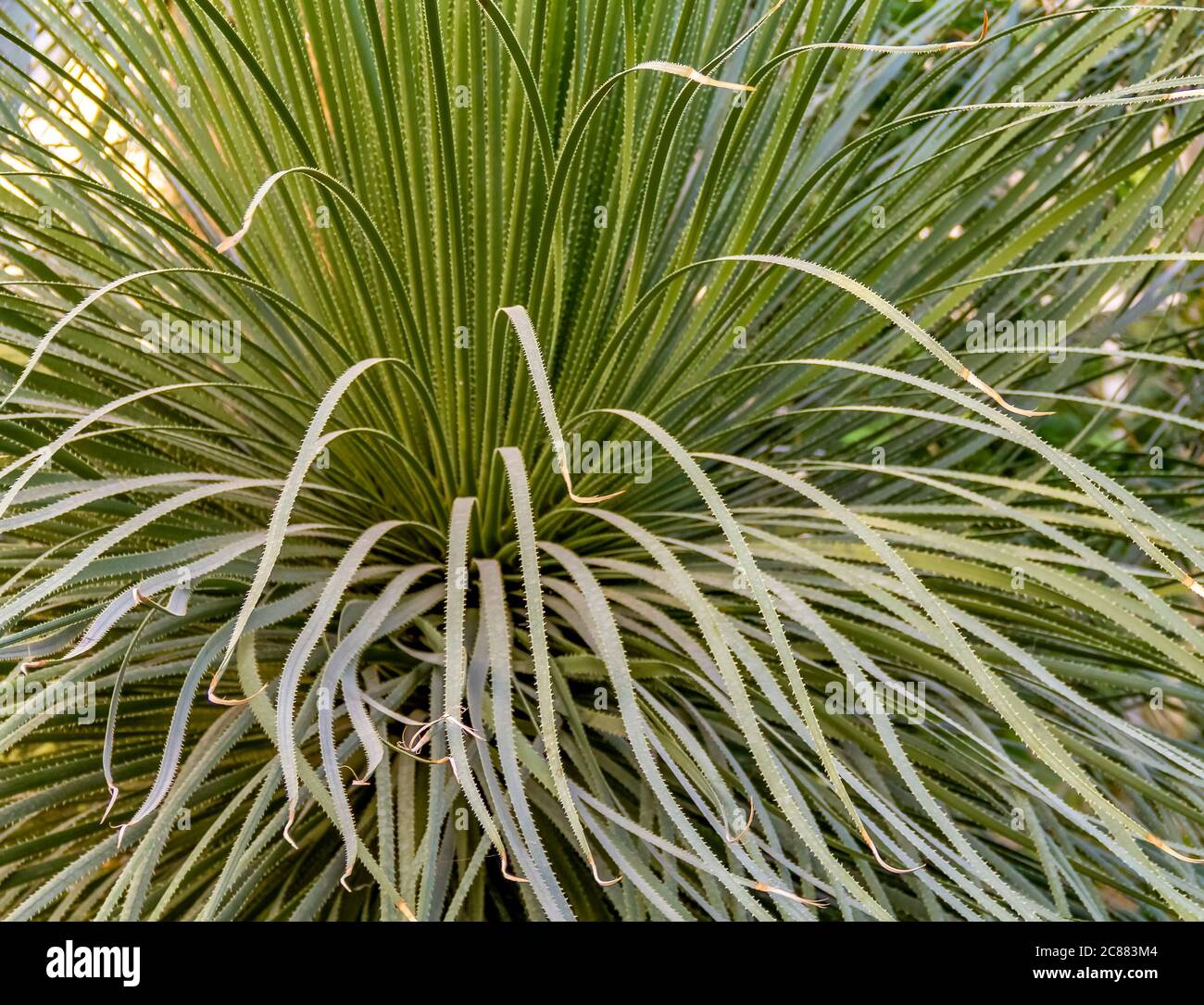 Plant with long stalk and leaves hi-res stock photography and images ...