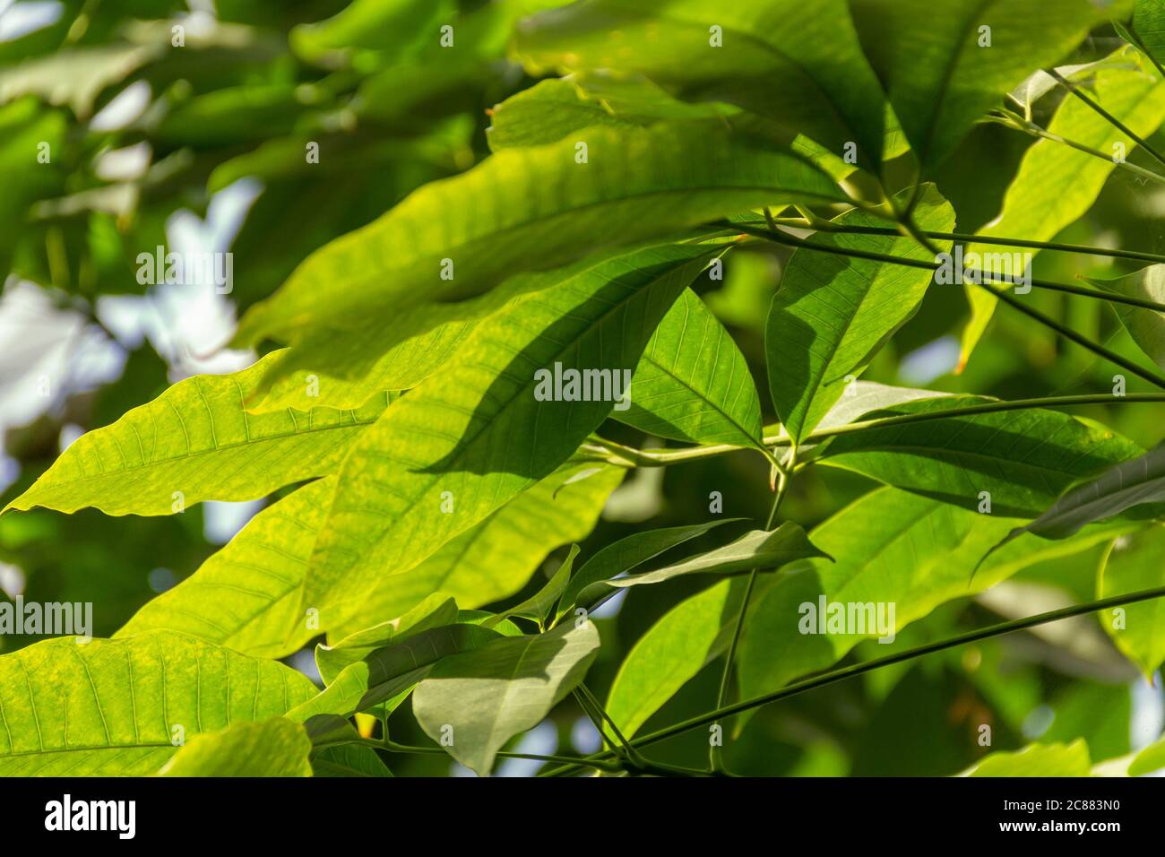 Green vegetation backdrop hi-res stock photography and images - Alamy
