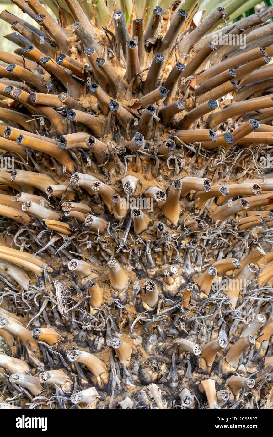 Palm tree stalk hi-res stock photography and images - Alamy