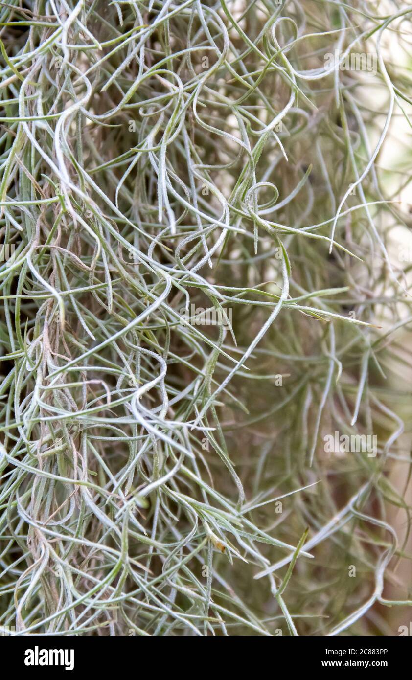 Tillandsia plant hi-res stock photography and images - Alamy