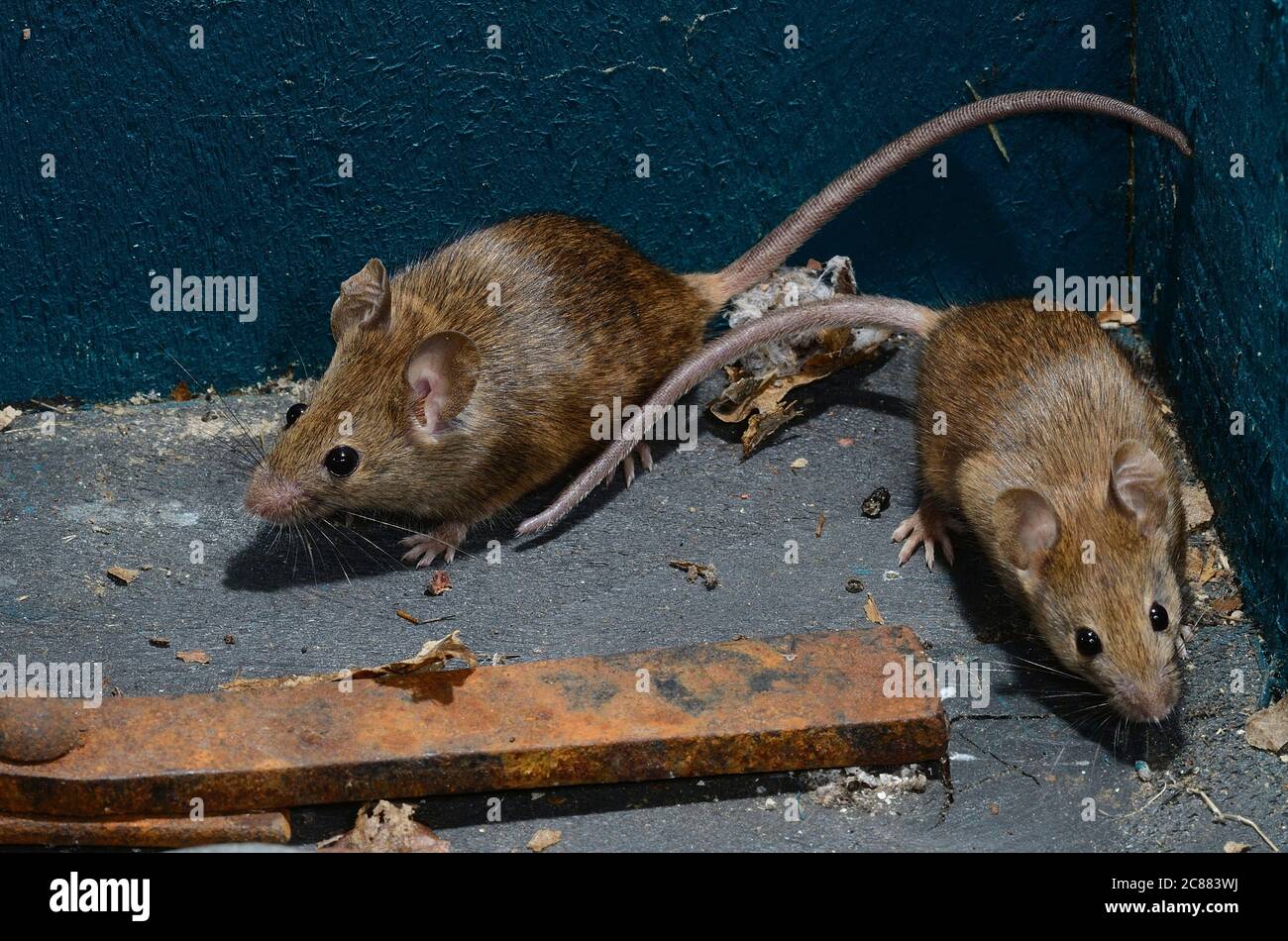 House garden wild shed hi-res stock photography and images - Alamy