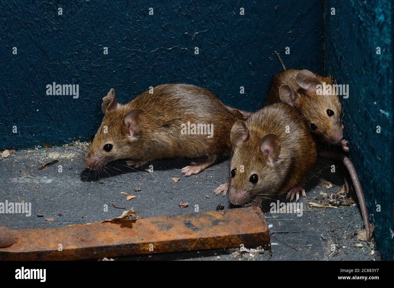 three adult house mice in garden shed Stock Photo - Alamy