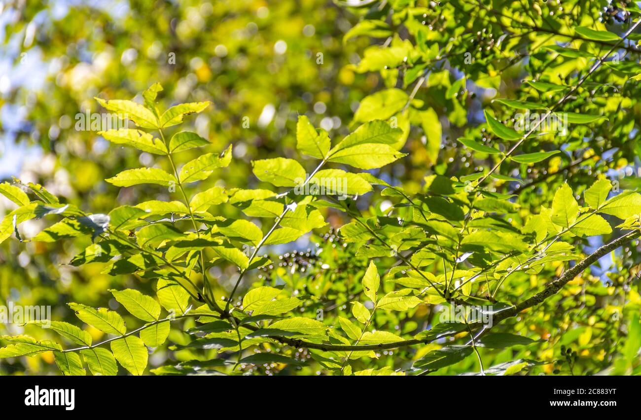 Translucent leaves hi-res stock photography and images - Alamy