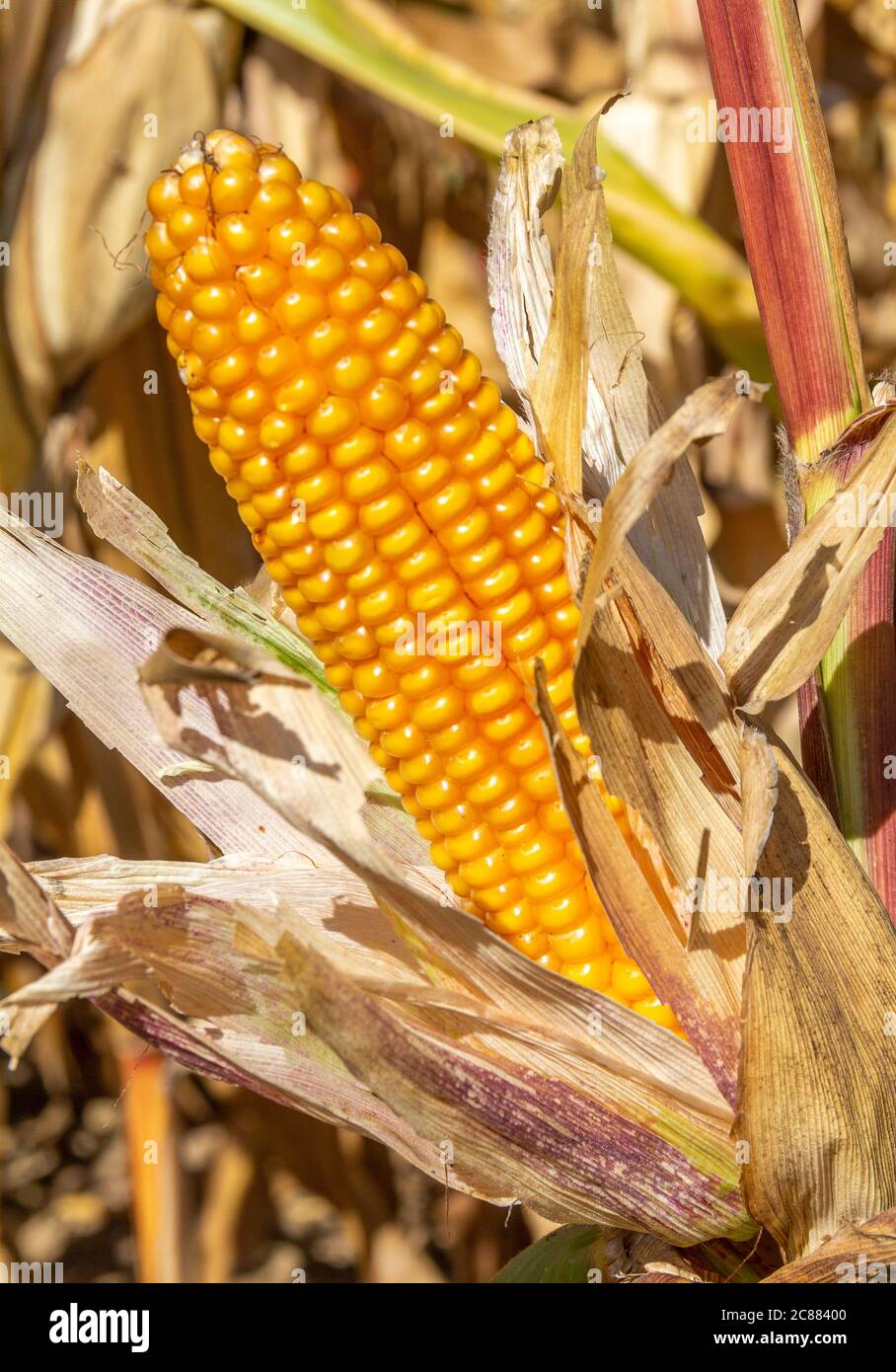 Indian corn on the cob hi-res stock photography and images - Alamy