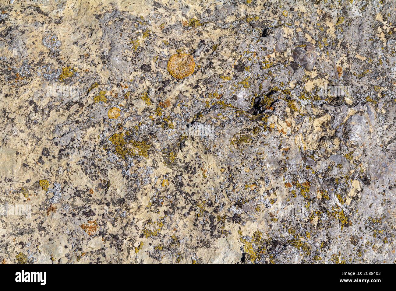 Abstract spotted surface hi-res stock photography and images - Alamy