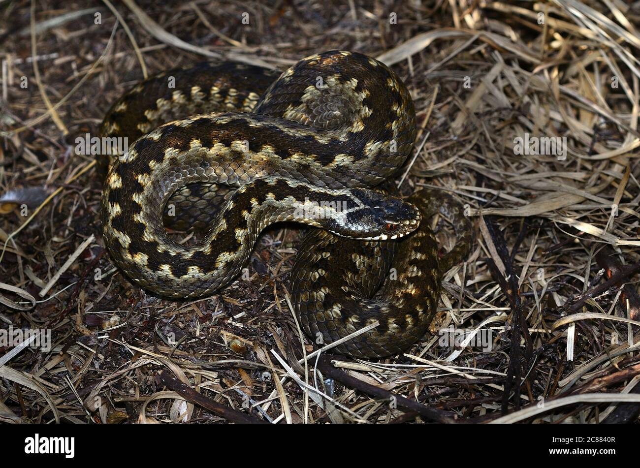 Closeup european adder vipera hi-res stock photography and images - Alamy