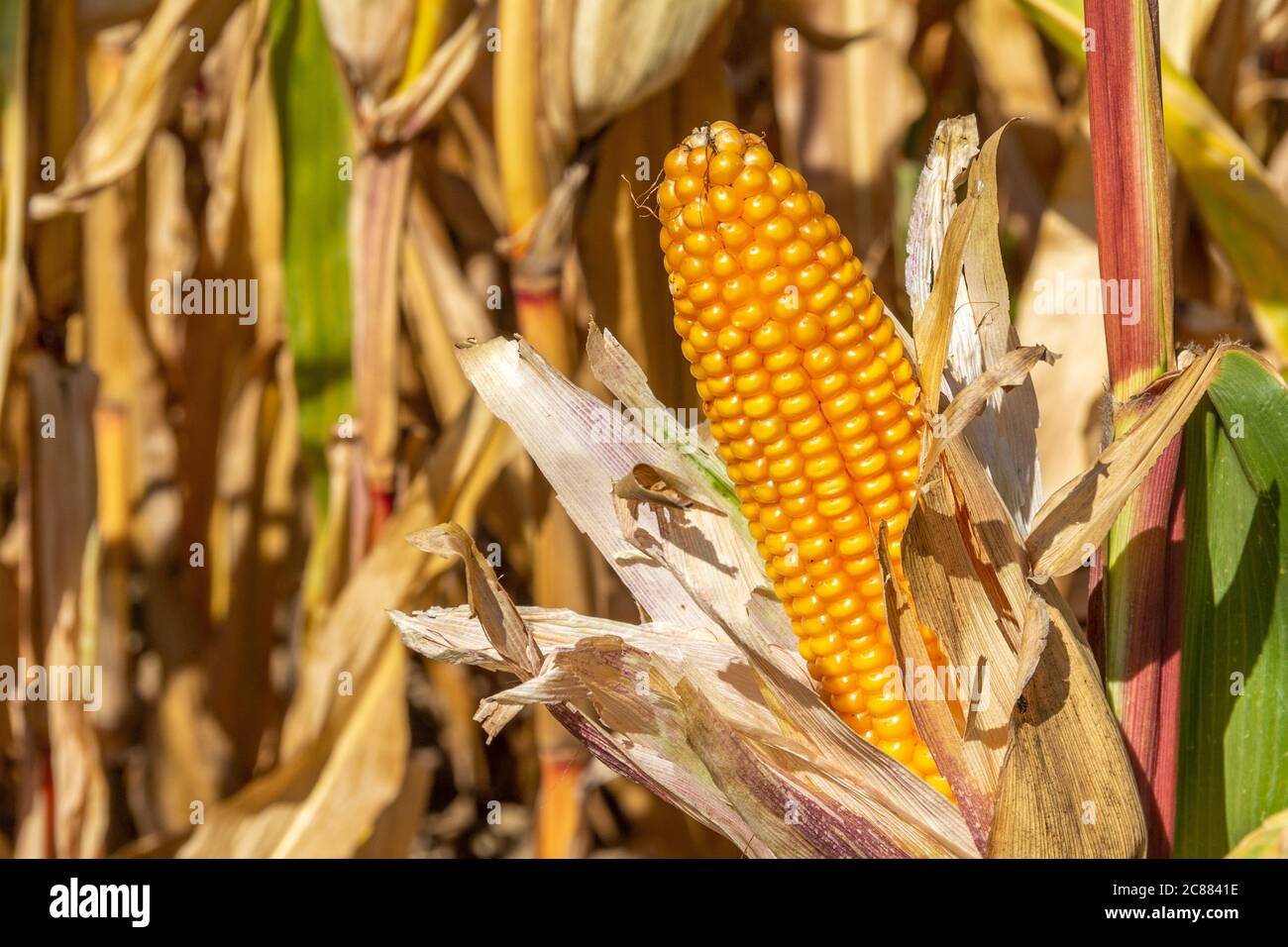 a dry unwrapped ripe corn cob in sunny illuminated natural ambiance ...