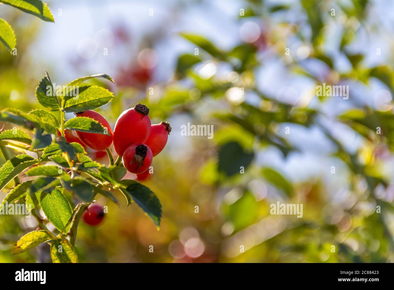 Canna fruit flower hi-res stock photography and images - Alamy