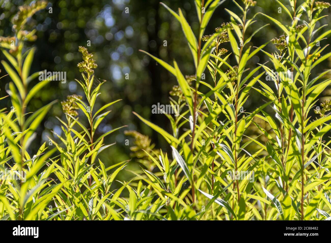 Translucent green hi-res stock photography and images - Alamy