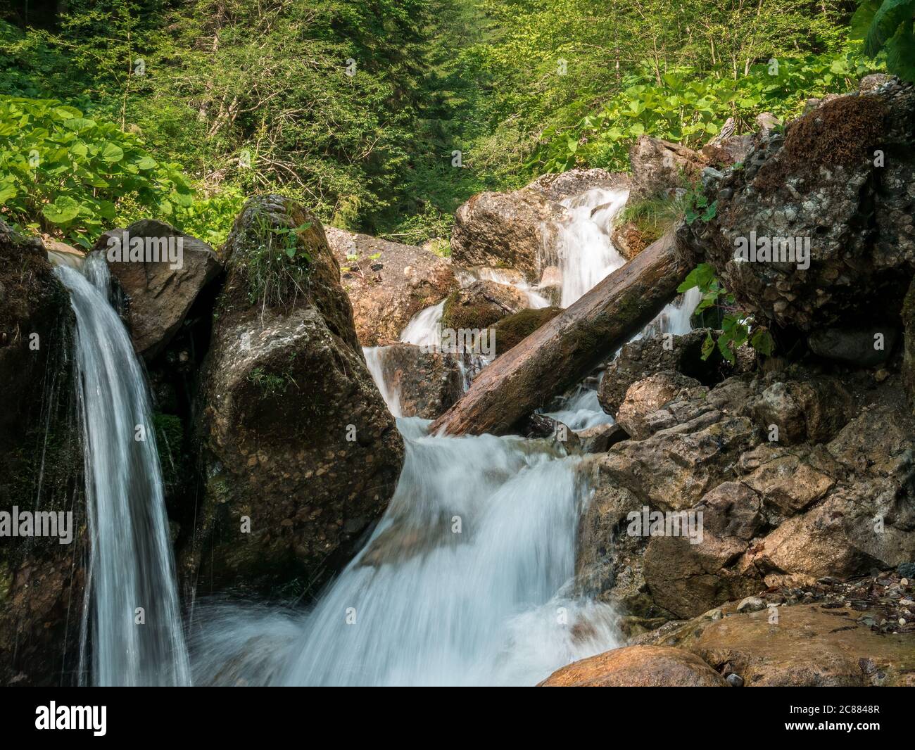 Water stream flowing between rocks into the forest. Water spring in ...