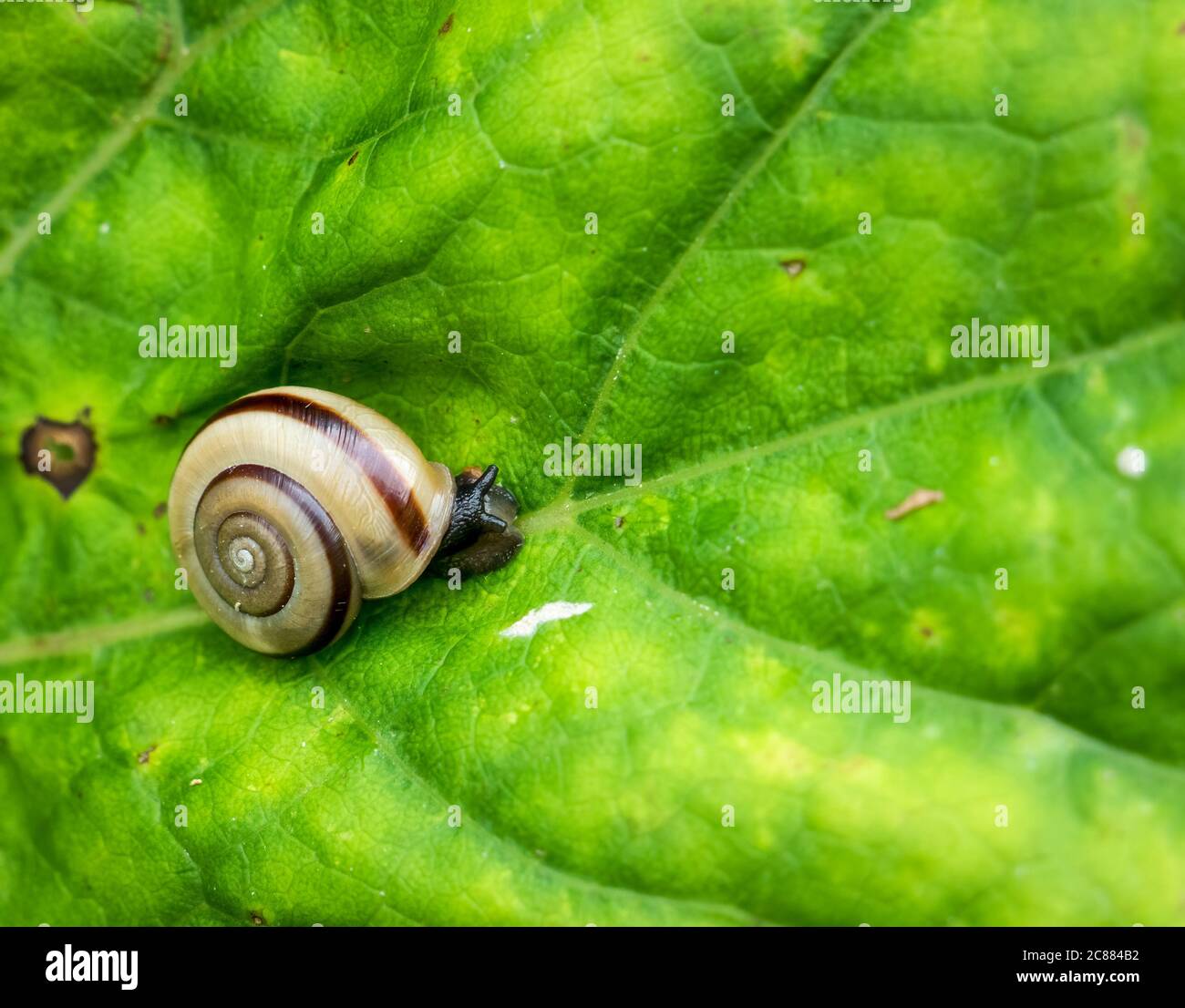 Golden ratio snail hi-res stock photography and images - Alamy