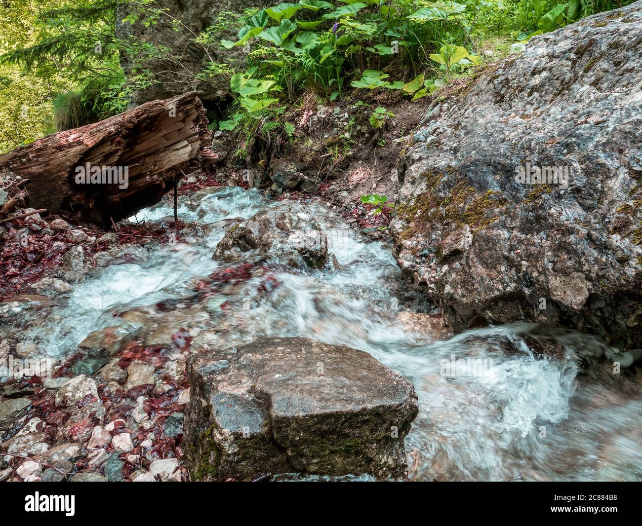 Water stream flowing between rocks into the forest. Water spring in ...