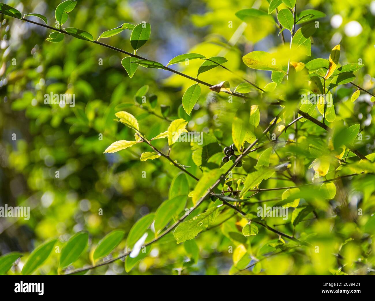 Translucent green hi-res stock photography and images - Alamy