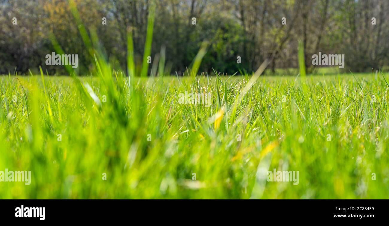 low angle shot of a sunny illuminated meadow at early spring time Stock ...