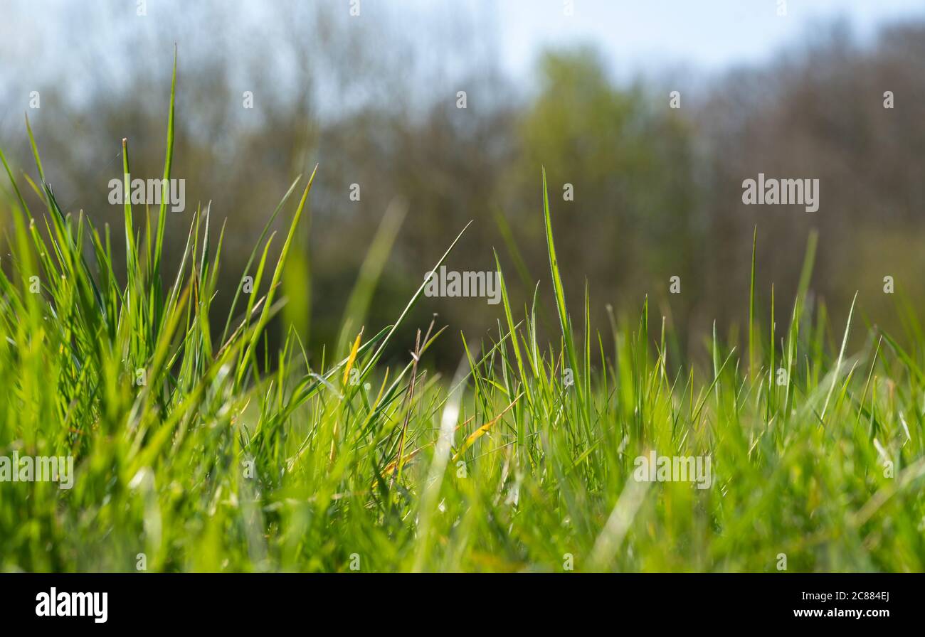 low angle shot of sunny illuminated grass plants in front of some trees ...